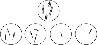 AP Biology Practice Test 1_APstudy.net