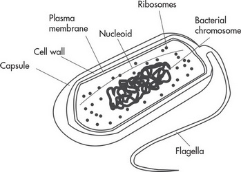 AP Biology Practice Test: Cell Structure and Function_APstudy.net