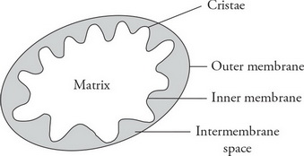 AP Biology Practice Question 20: Answer and Explanation_APstudy.net