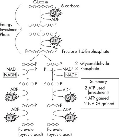 AP Biology Practice Test: Cellular Energetics_APstudy.net