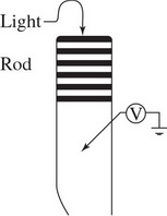 AP Biology Free-Response Practice Test 5_APstudy.net