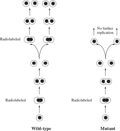AP Biology Free-Response Practice Test 7_APstudy.net