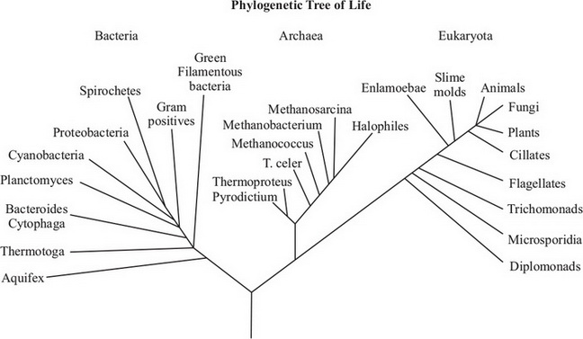 AP Biology Practice Question 310: Answer and Explanation_APstudy.net